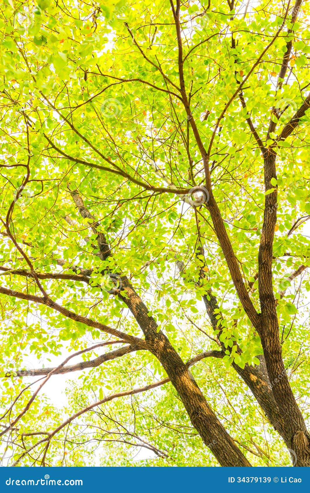 Leaves in sunshine stock image. Image of leaf, asia, tree - 34379139