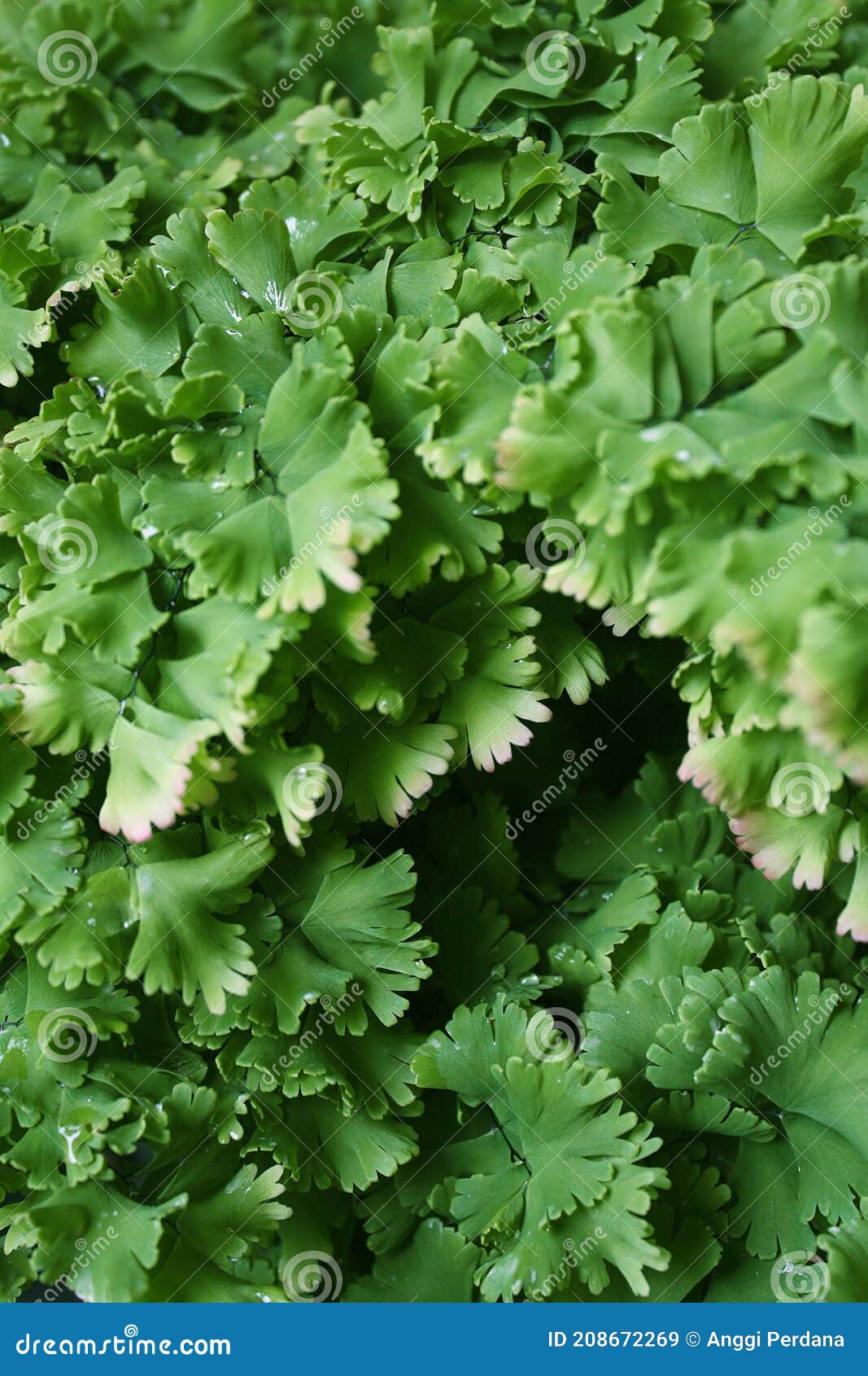 Supril Tree Stock Photos - Free & Royalty-Free Stock Photos from Dreamstime