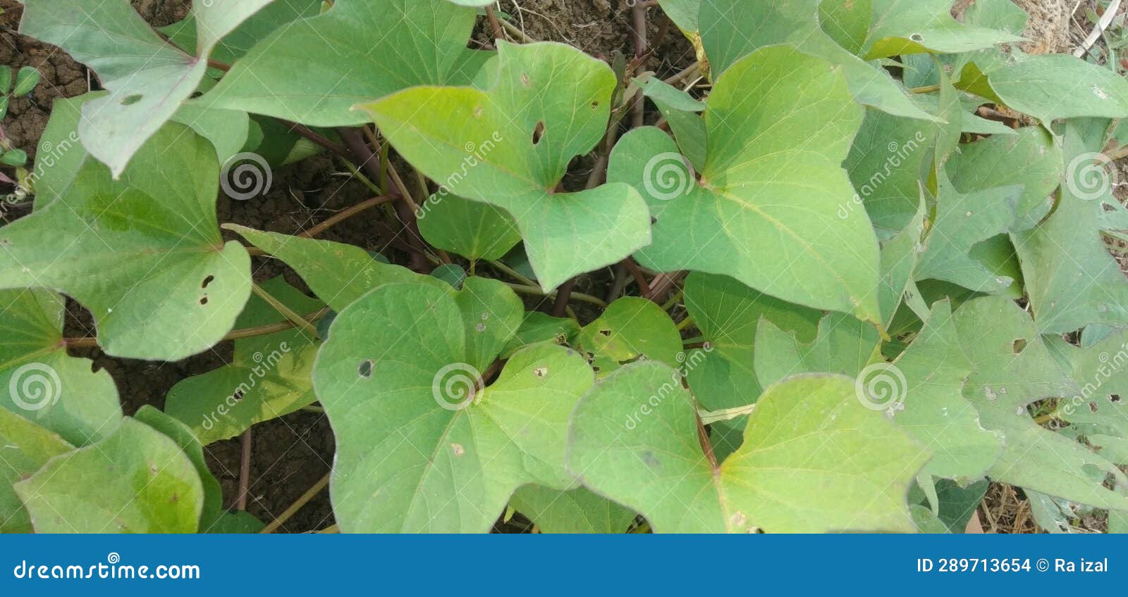 Leaves of Sweet Potato Plants in the Rice Fields Stock Photo - Image of ...