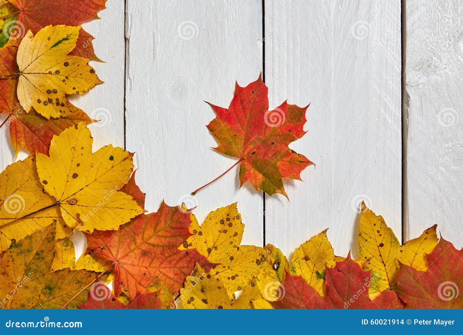Leaves on table stock photo. Image of golden, autumn - 60021914