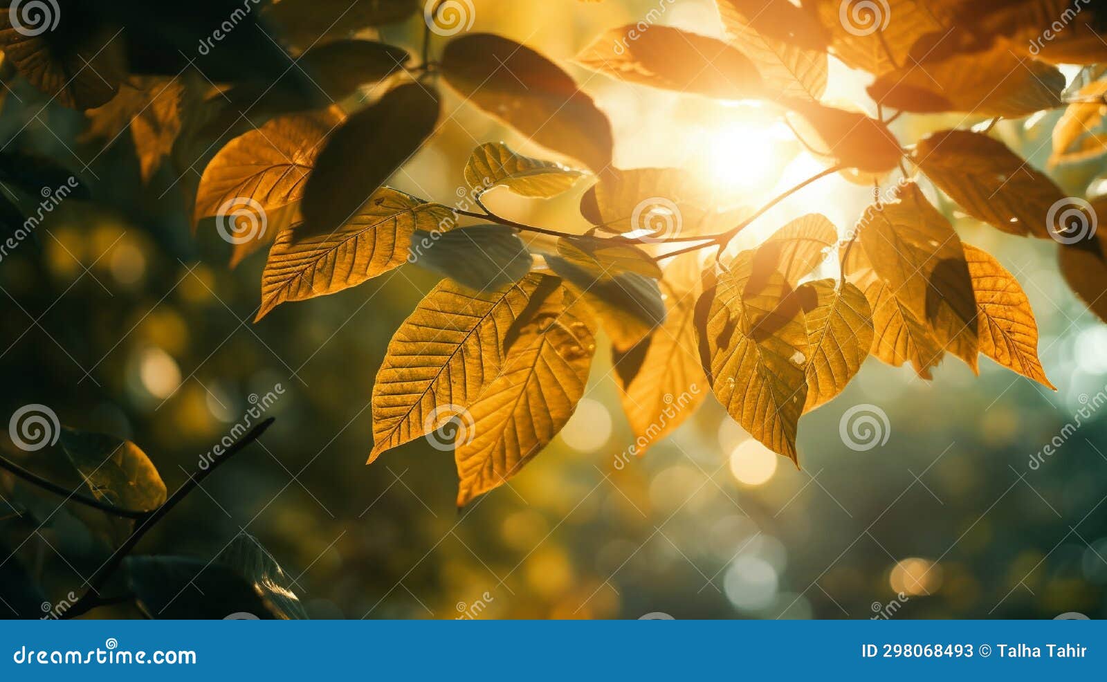Leaves Taken from the Bottom in the Rays of the Sun Stock Illustration ...