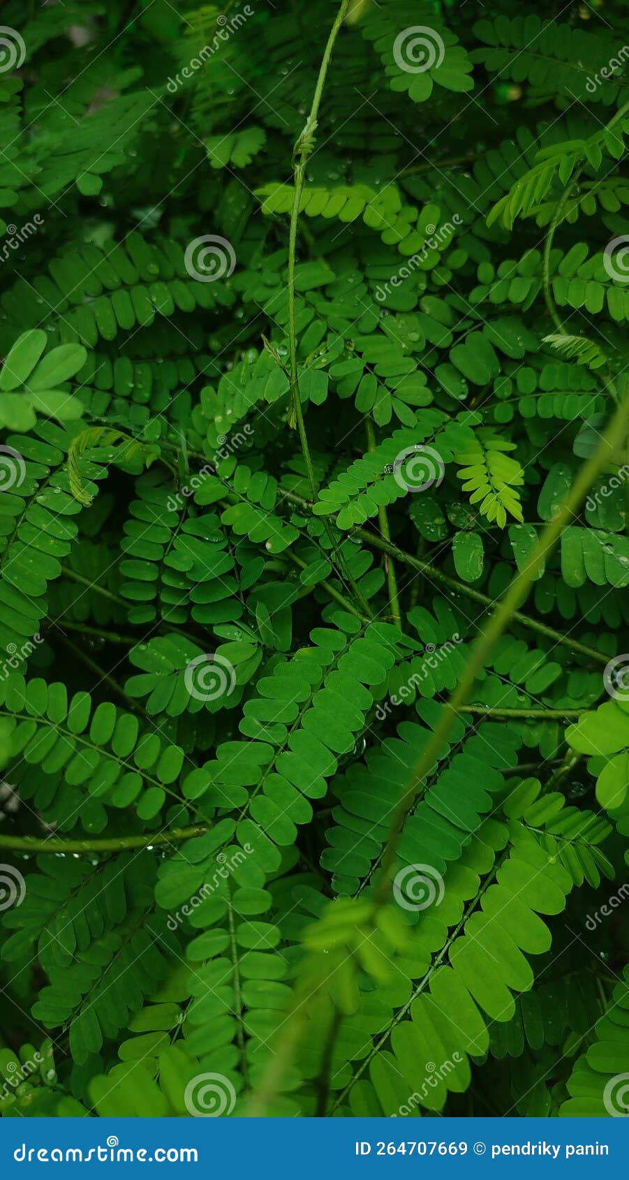 Beautiful Tamarind Tree Leaves Stock Image - Image of cool, beautiful ...