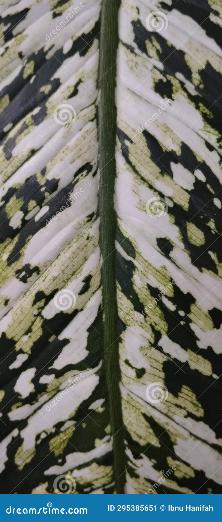 Leaves of Taro of Army Pattern Stock Image - Image of spring, type ...