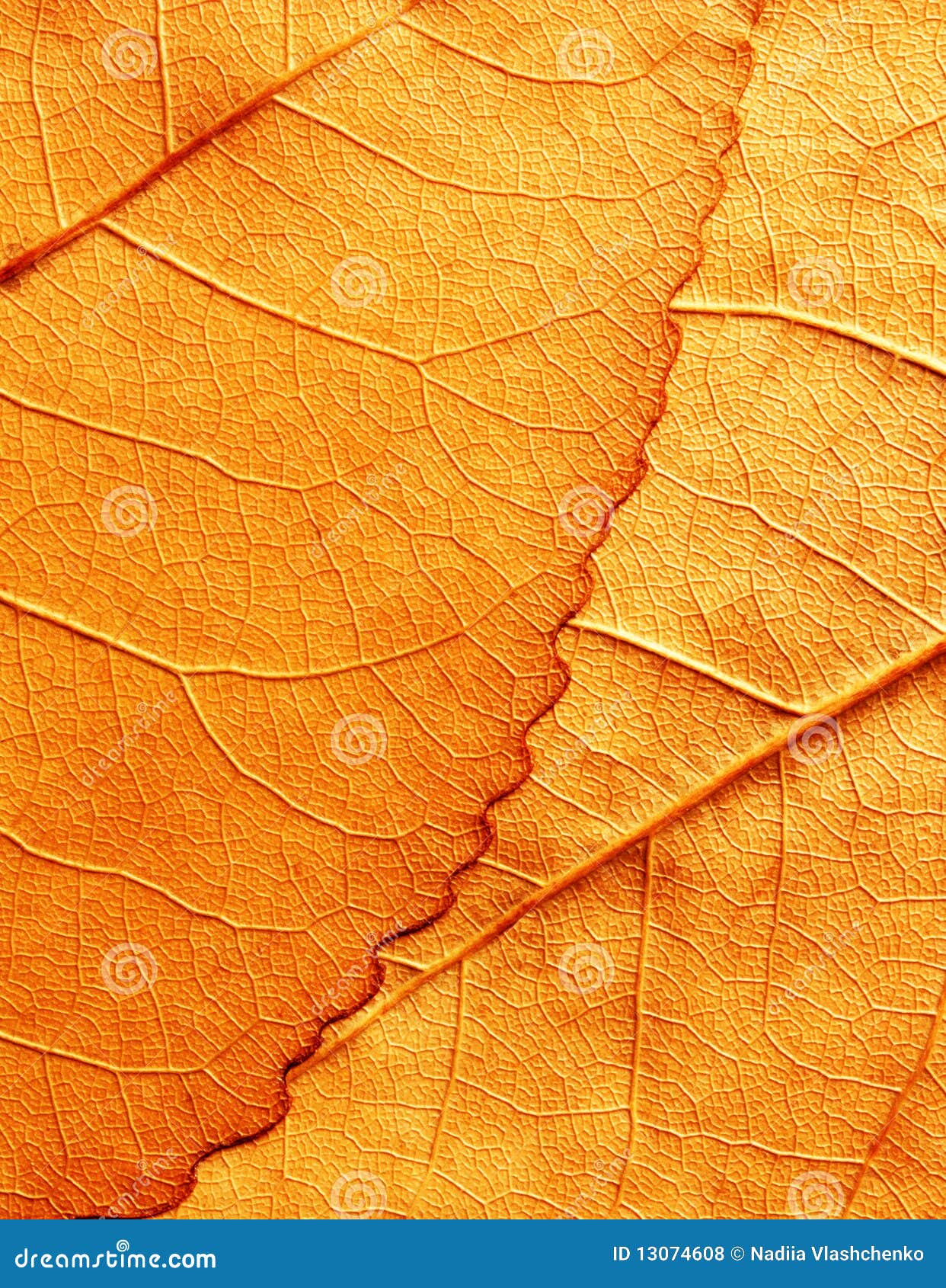 Leaves texture stock photo. Image of warm, background - 13074608