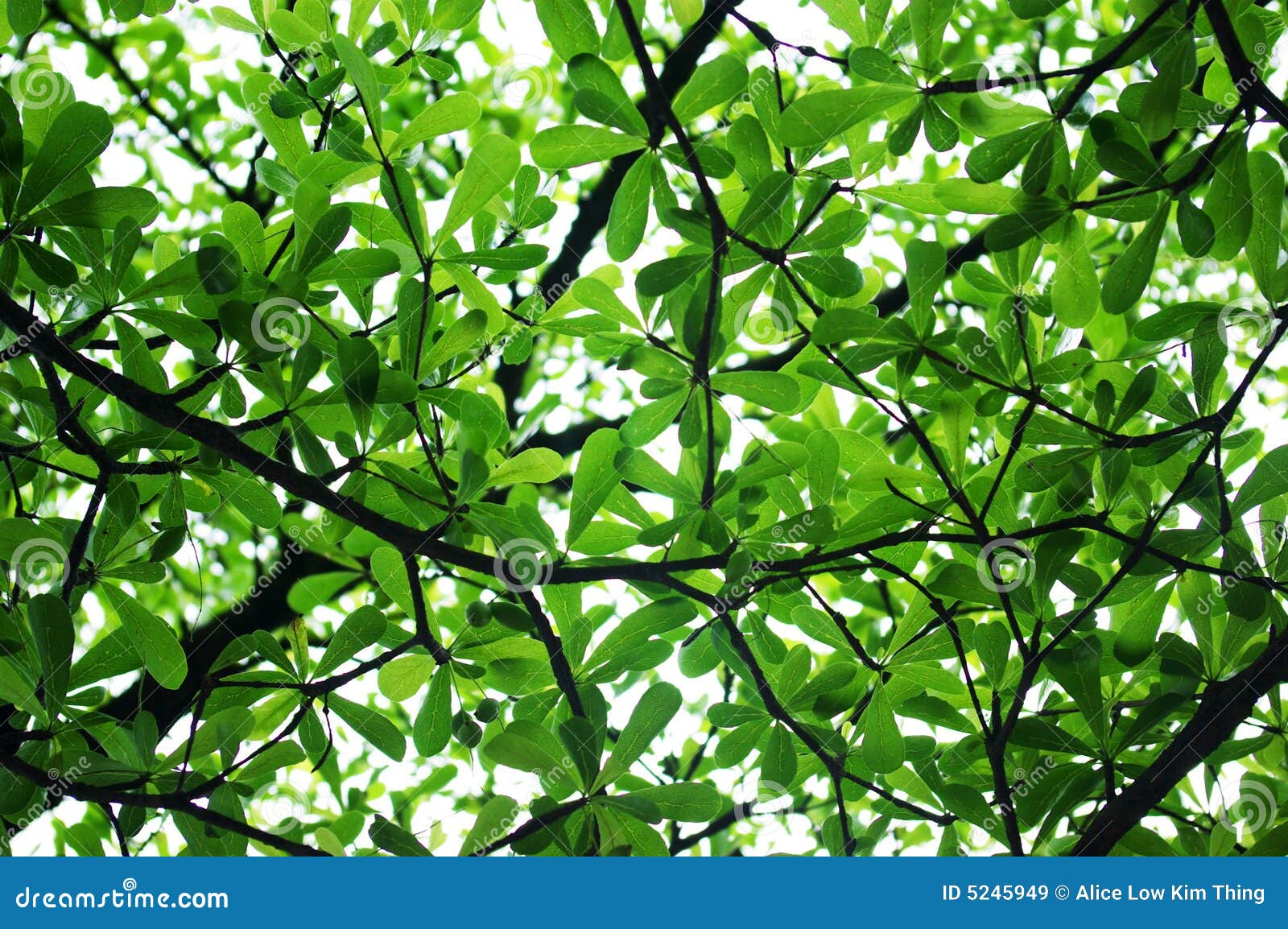 Leaves Texture stock image. Image of effect, green, special - 5245949