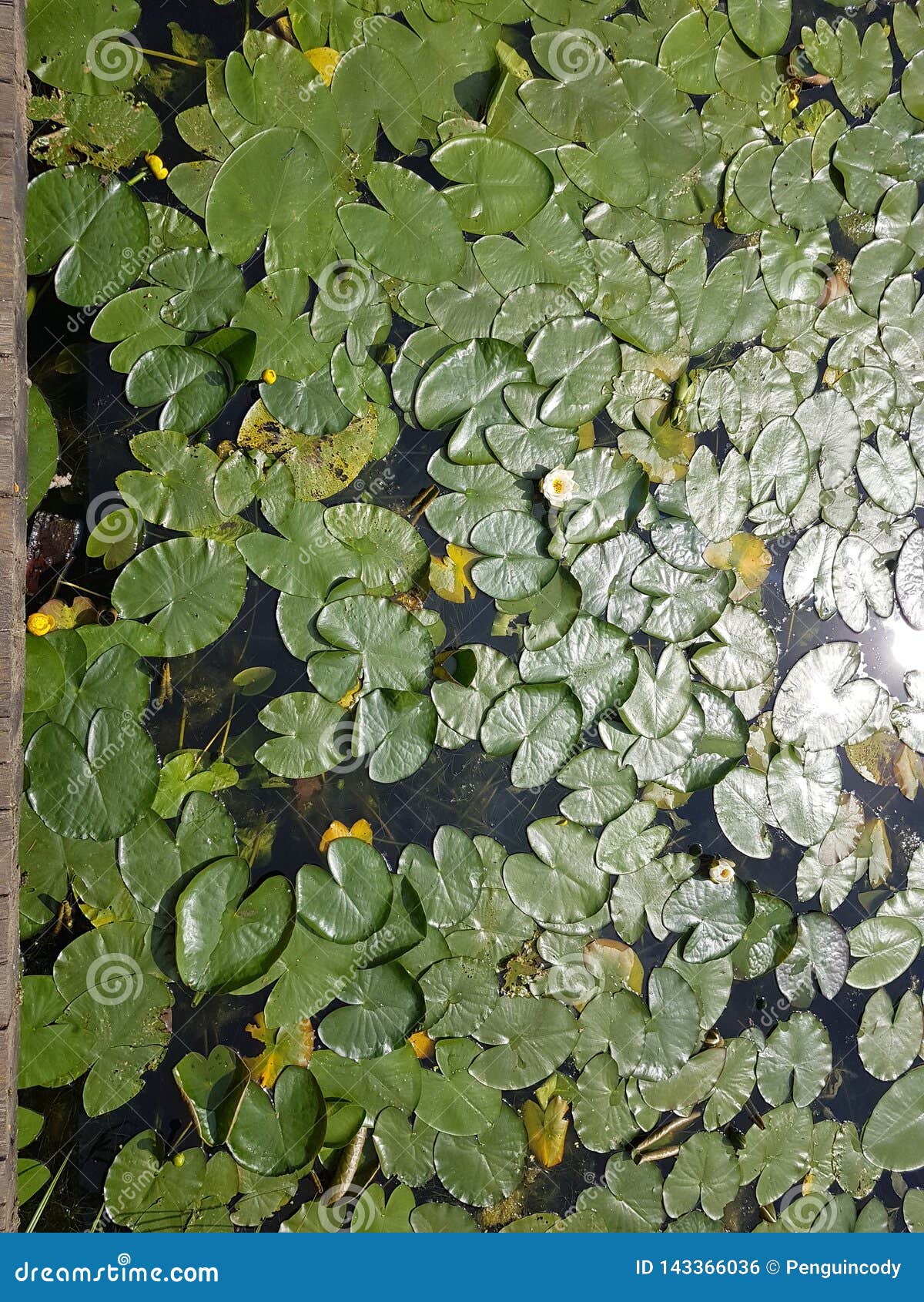 Leaves texture background stock photo. Image of green - 143366036