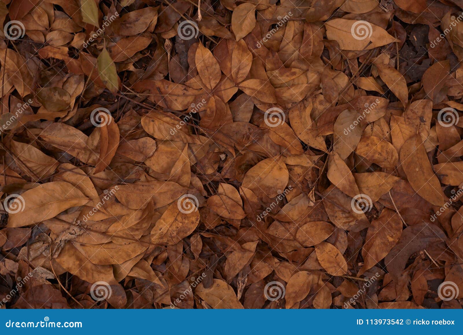 Leaves texture background stock photo. Image of design - 113973542