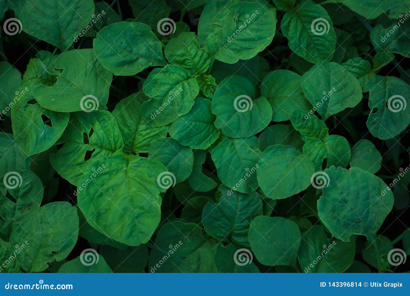 Leaves texture background stock photo. Image of closeup - 143396814