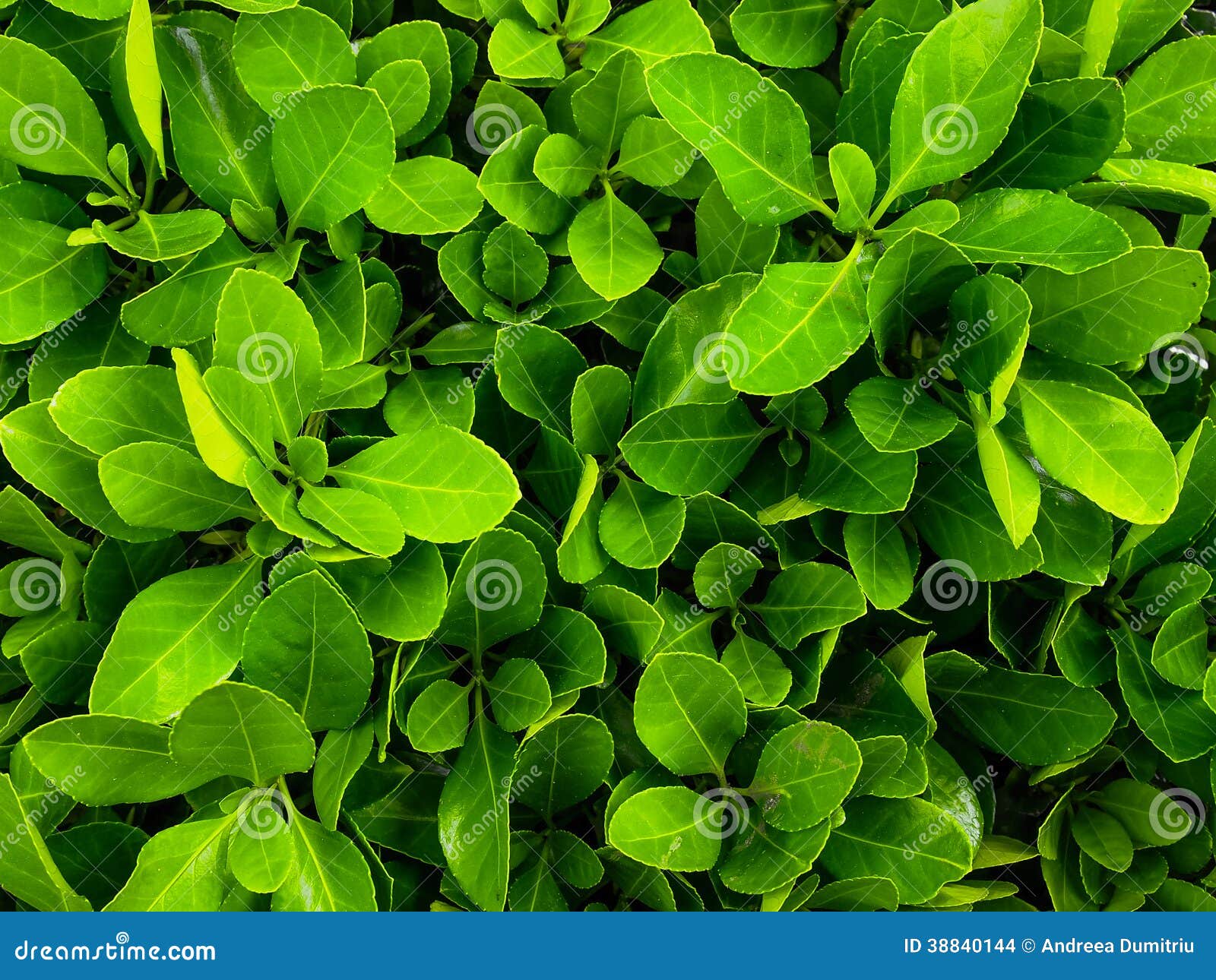 Leaves Texture stock photo. Image of fresh, lines, natural - 38840144