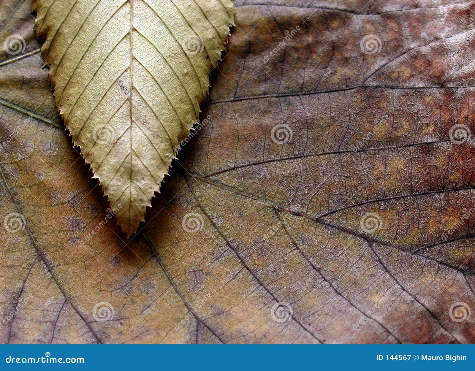 Leaves texture composition stock image. Image of trees - 144567