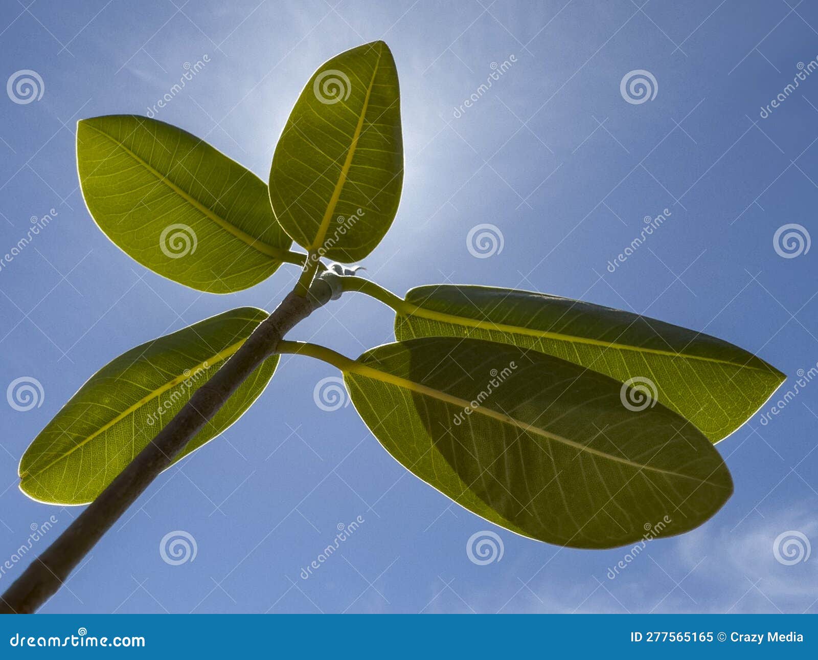 Leaves and Texture Details of the Rubber Tree Grown in the Aegean ...