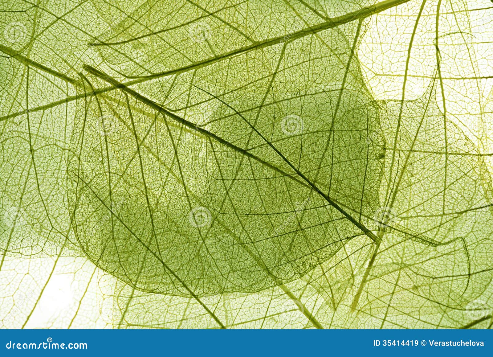 Creating Texture With Foliage