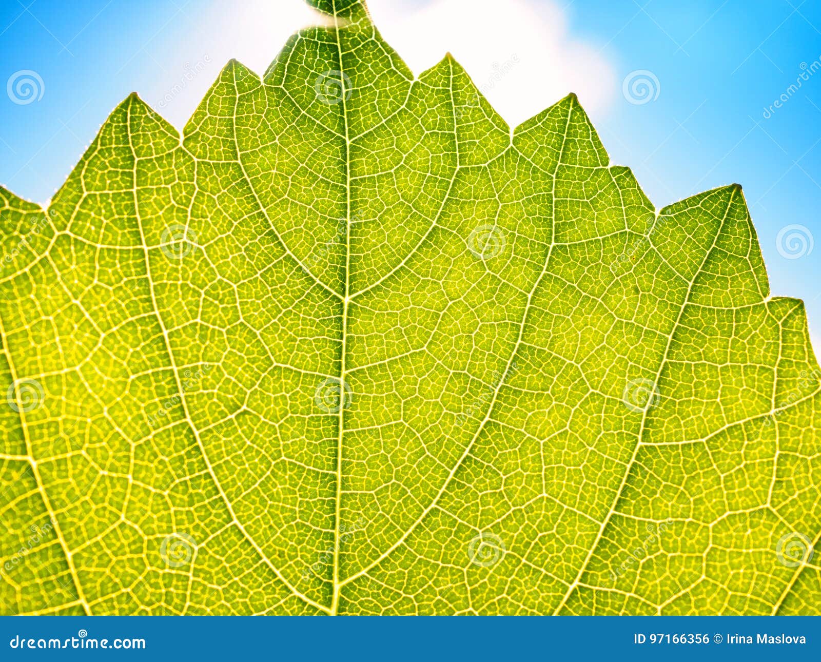 Leaves Texture Leaf Background Macro Green Light Closeup Stock Photo ...