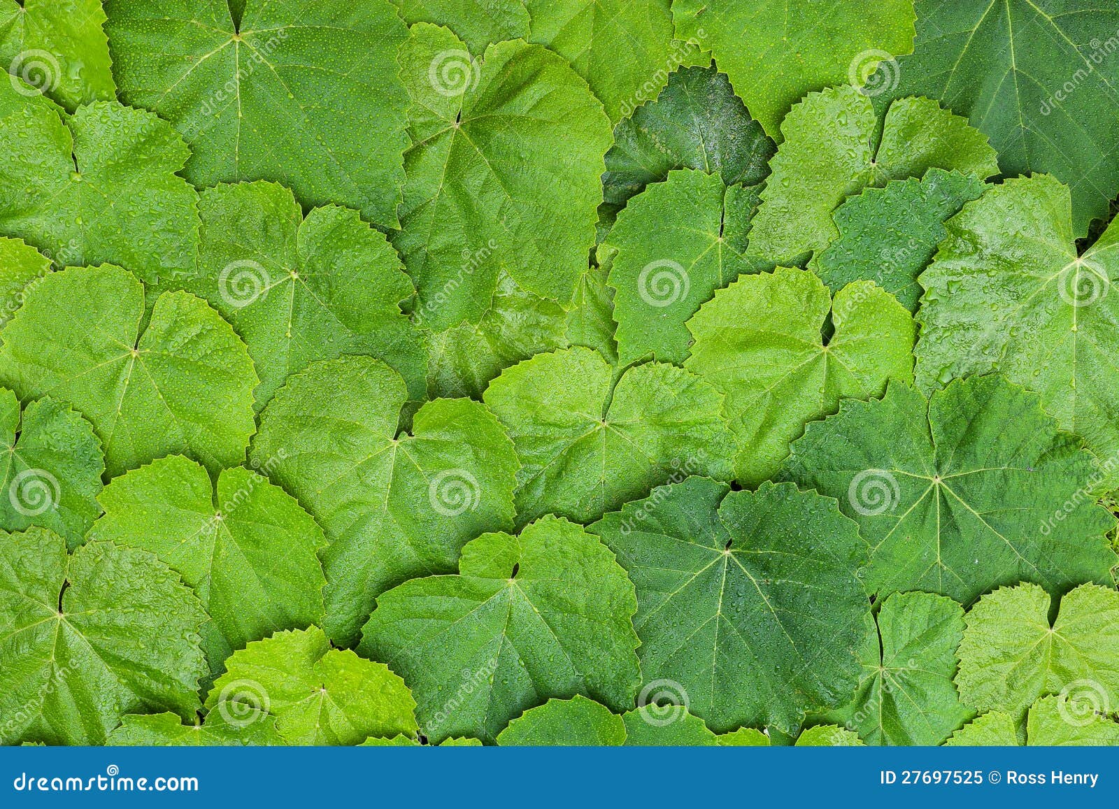 Leaves Texture Pattern stock image. Image of grape, nature - 27697525