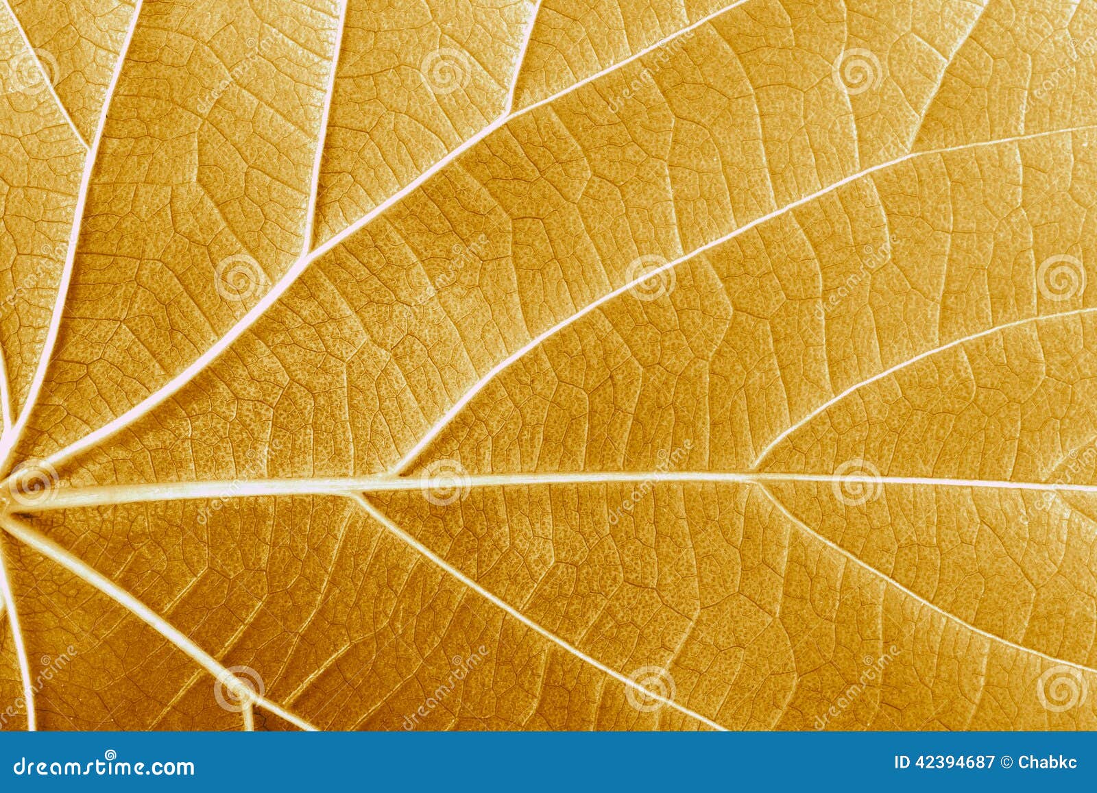 Leaves texture stock image. Image of environment, line - 42394687