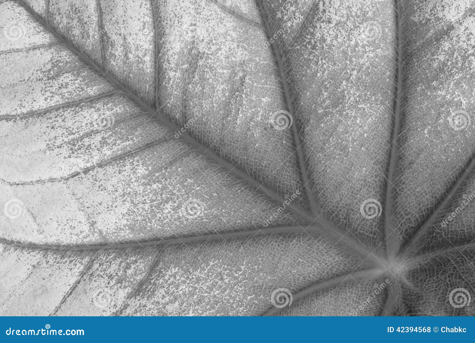 Leaves texture stock photo. Image of backdrop, botany - 42394568
