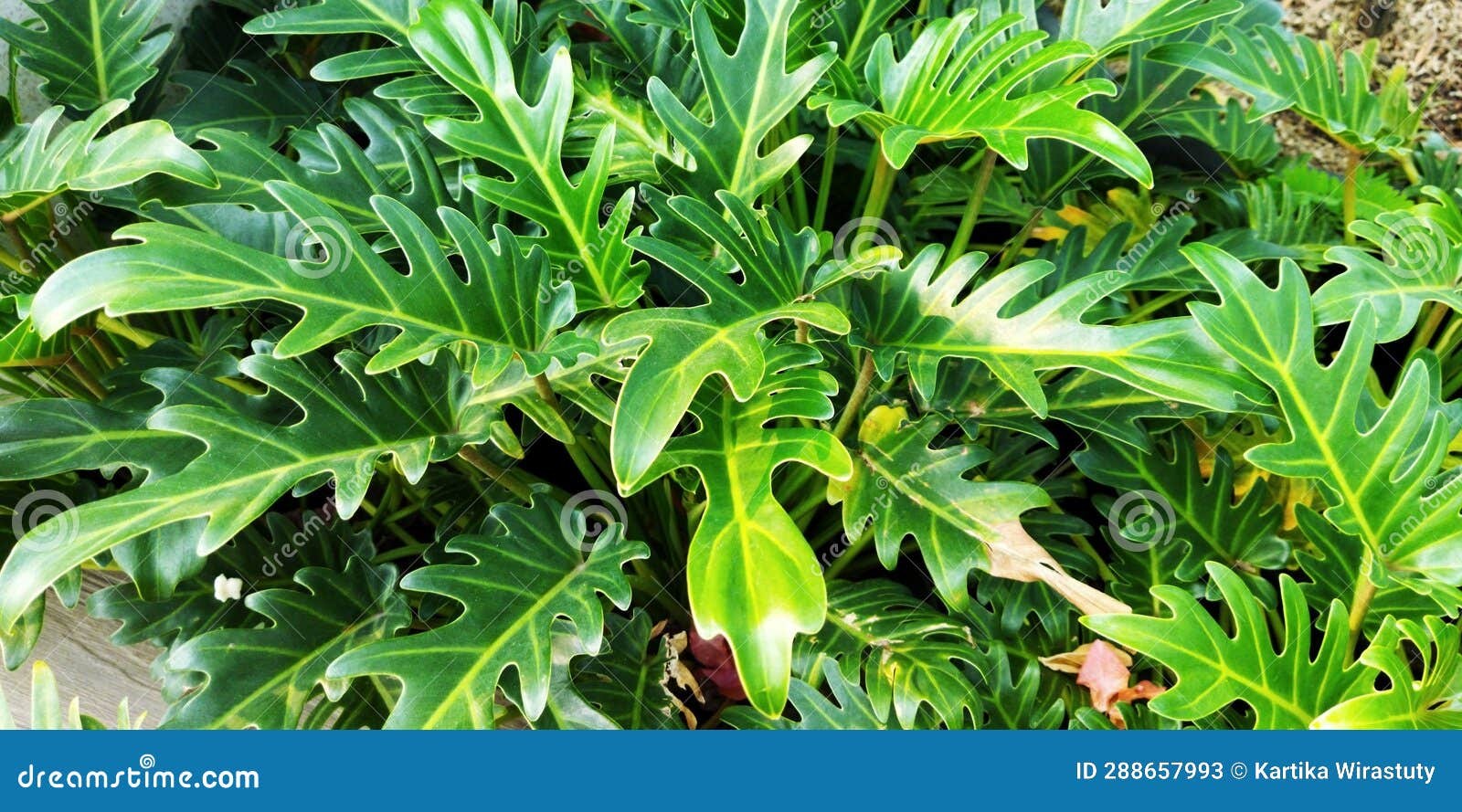Leaves of Thaumatophyllum Xanadu Plant Stock Image - Image of sunshine ...