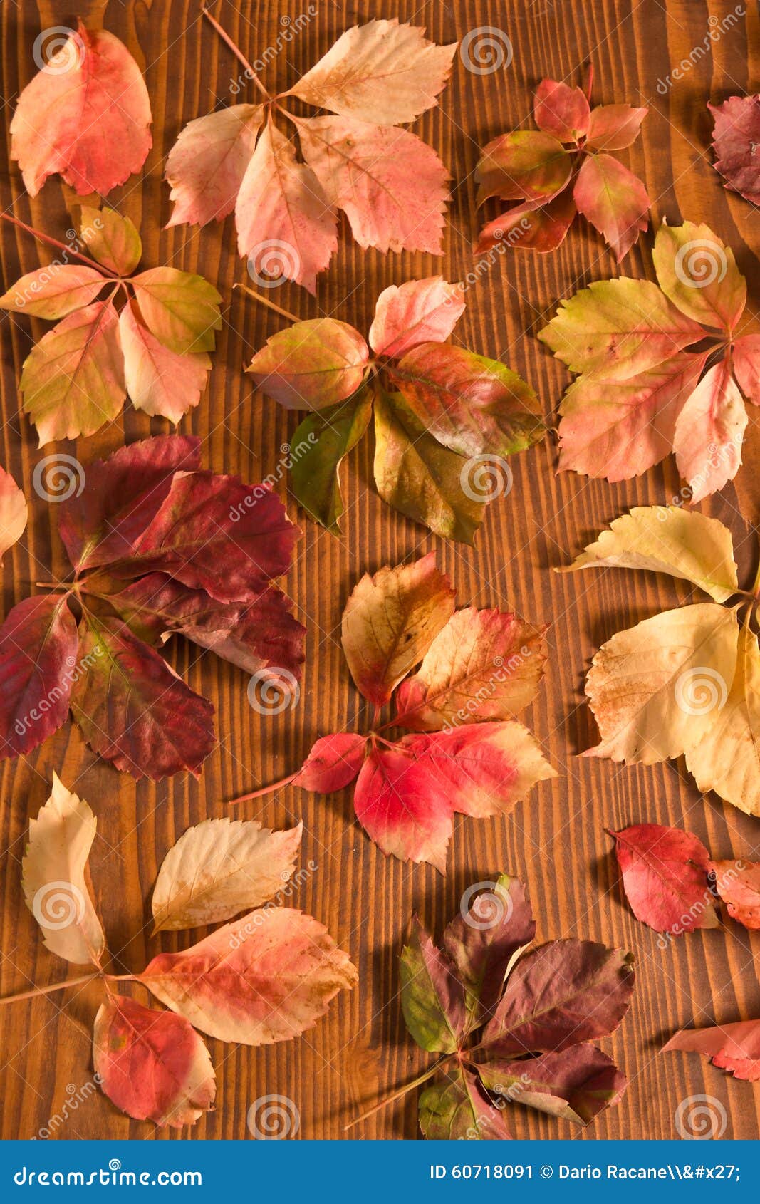 Leaves of thicket creeper stock image. Image of fall - 60718091