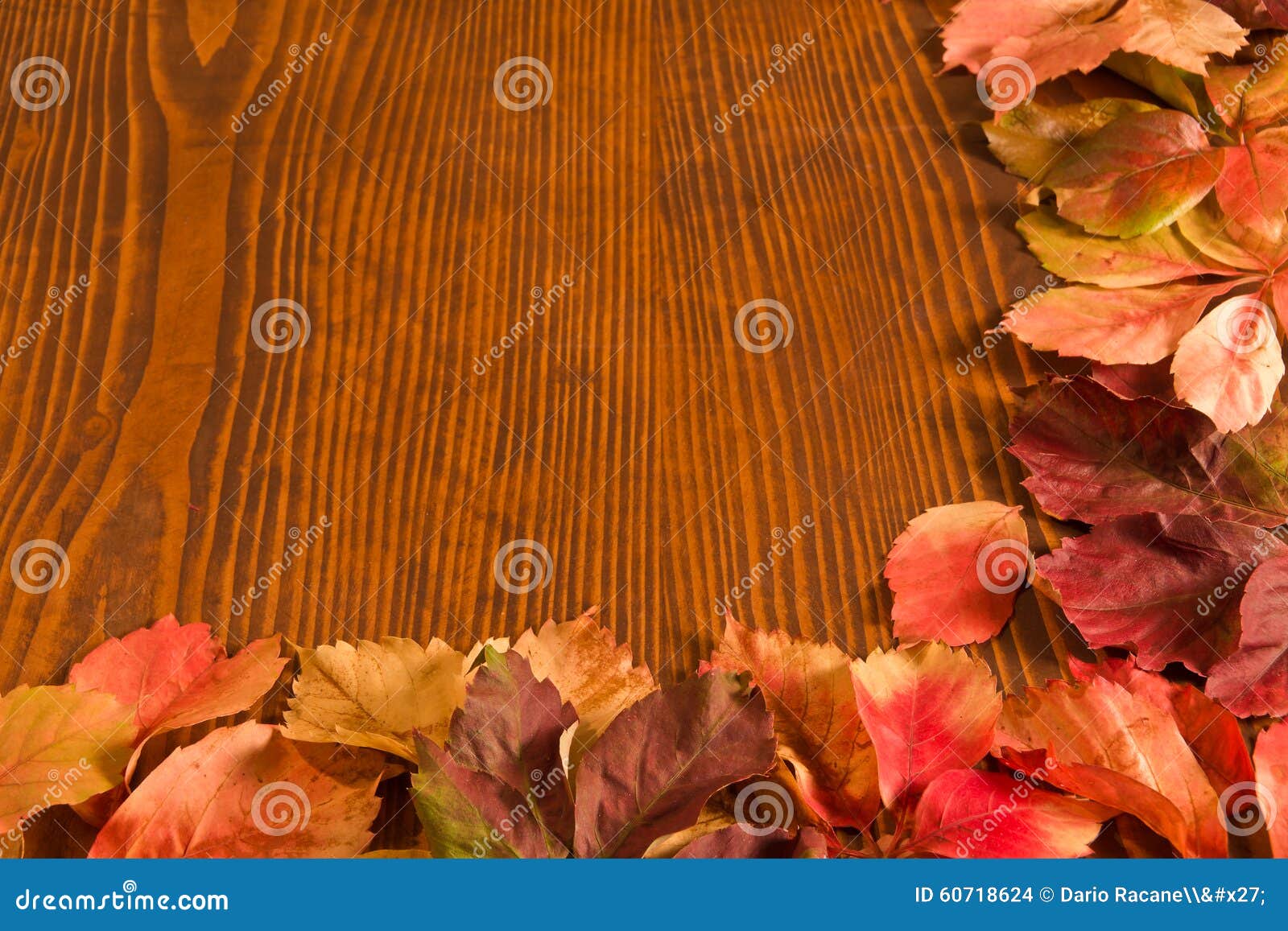 Leaves of thicket creeper stock photo. Image of background - 60718624