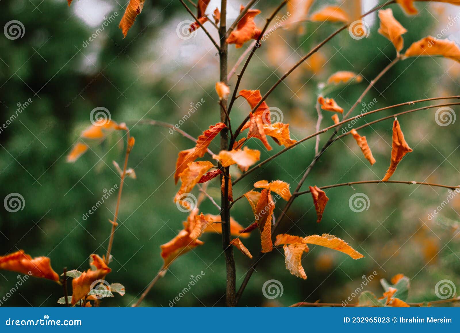 Oak Tree Branches Leaving the Leaves Behind. Stock Image - Image of ...