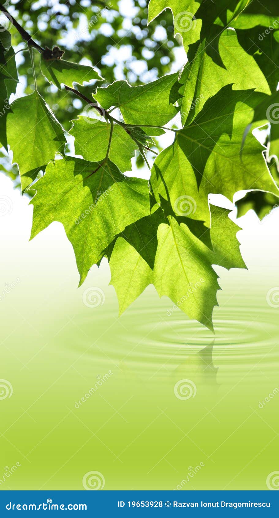 Leaves Touching Water stock photo. Image of green, reflects - 19653928