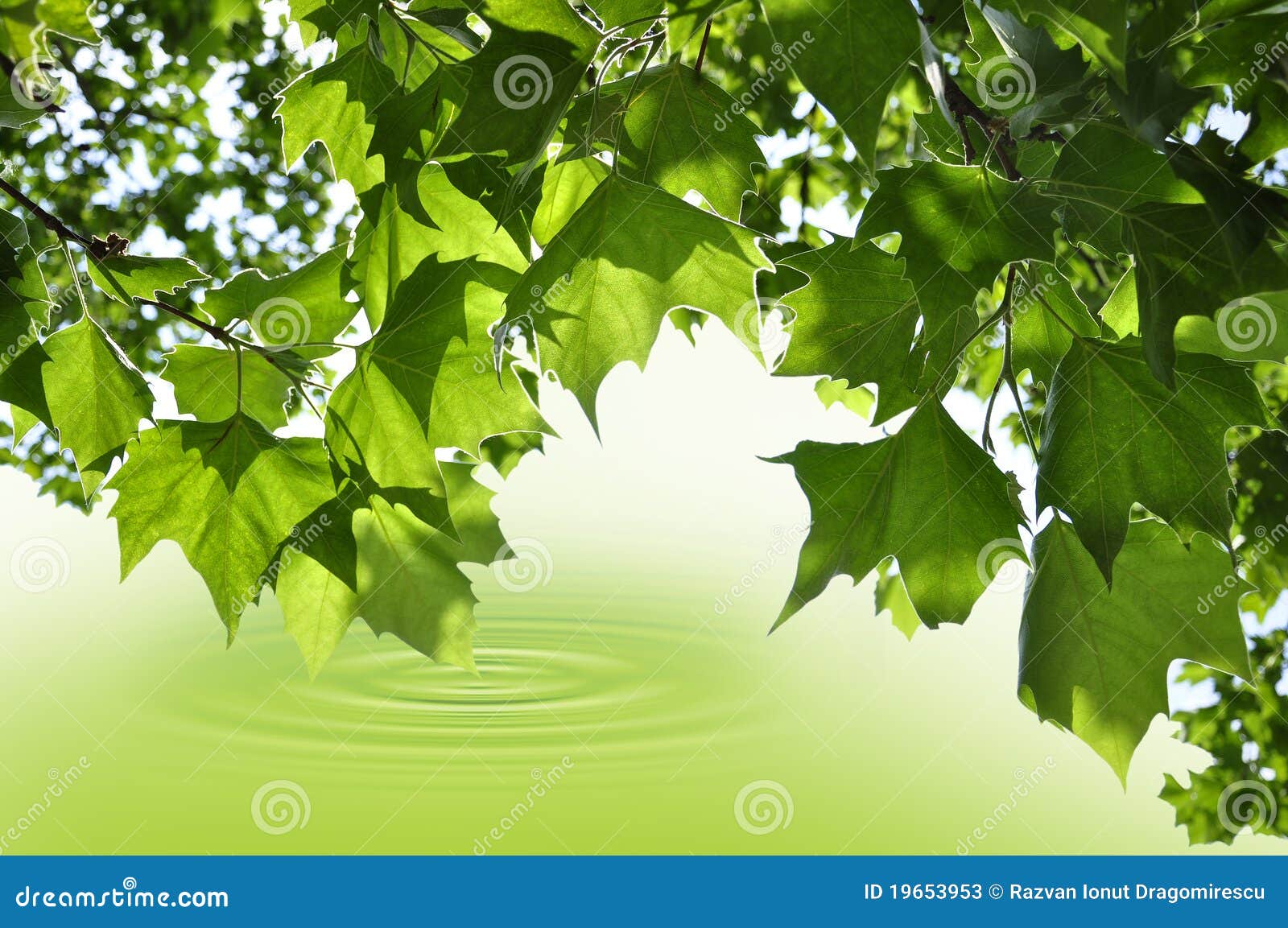 Leaves Touching Water stock image. Image of natural, closeup - 19653953
