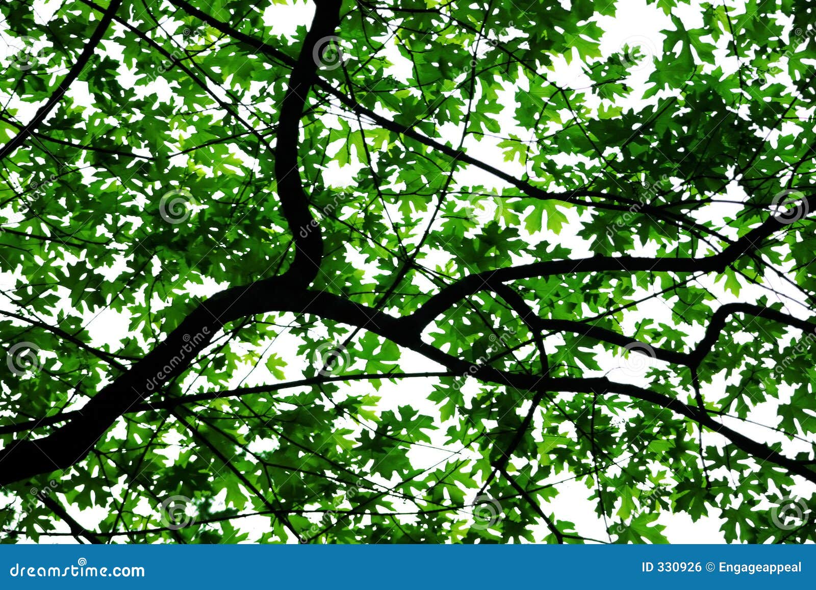 Leaves on Tree stock photo. Image of trunk, season, background - 330926