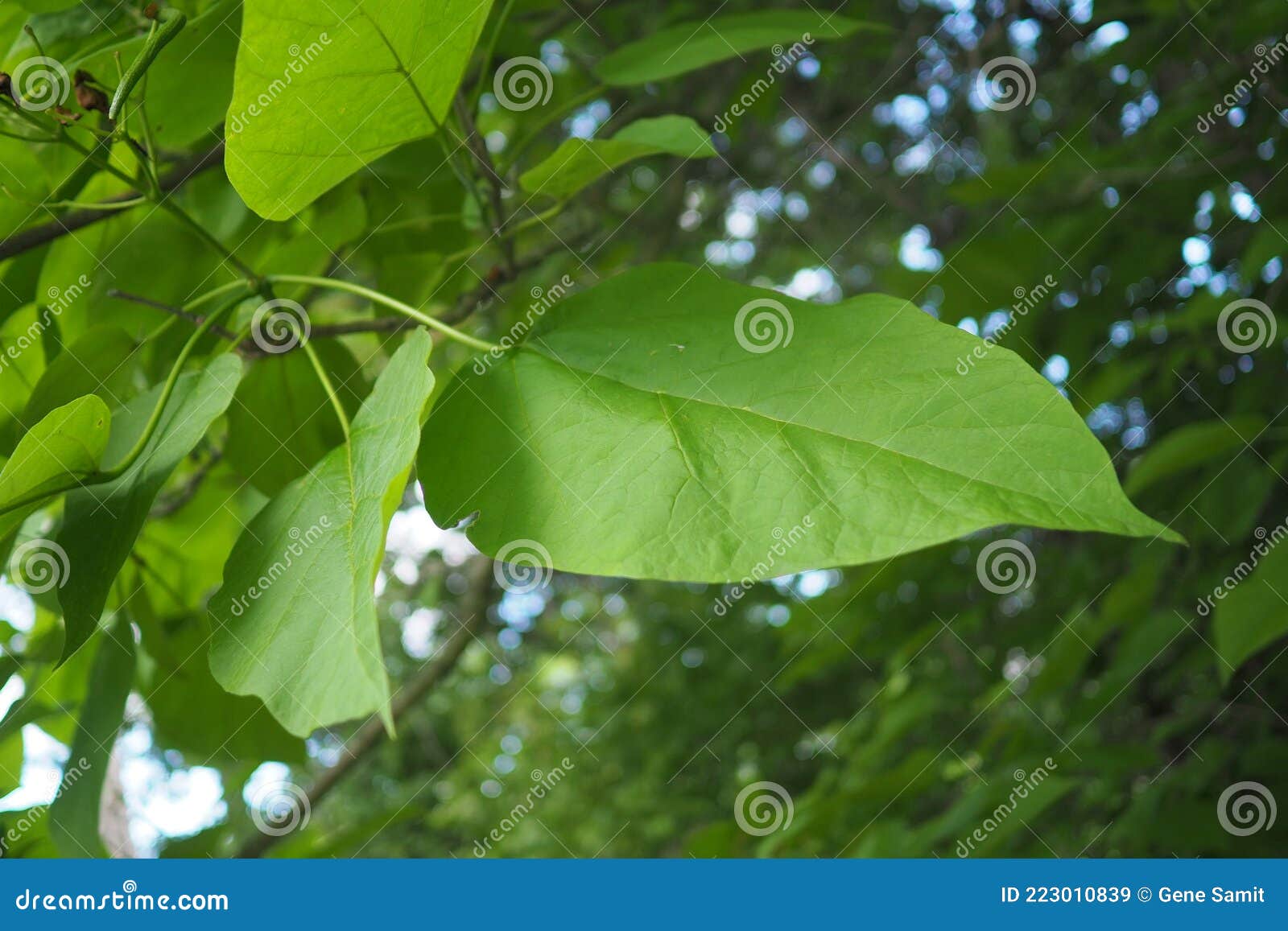 The Leaves on this Tree are Big and Green. Stock Image - Image of ...