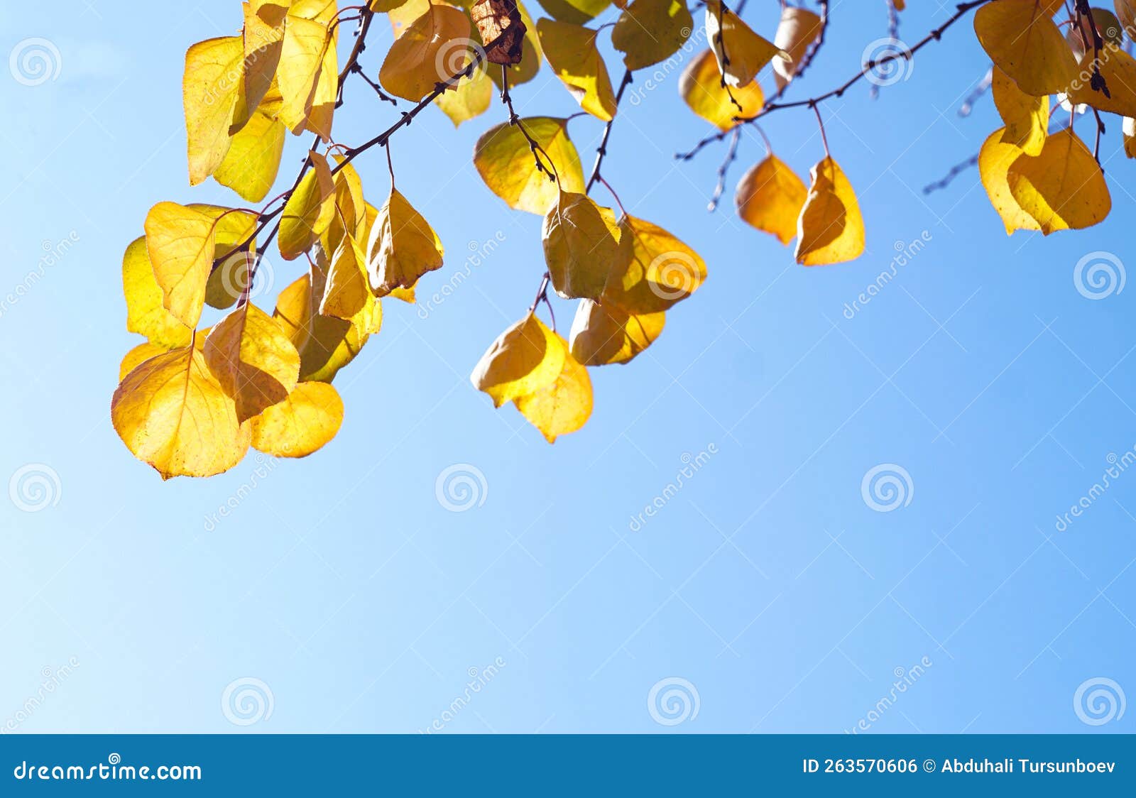 The Leaves on the Tree Branch Have Turned Yellow Stock Photo - Image of ...