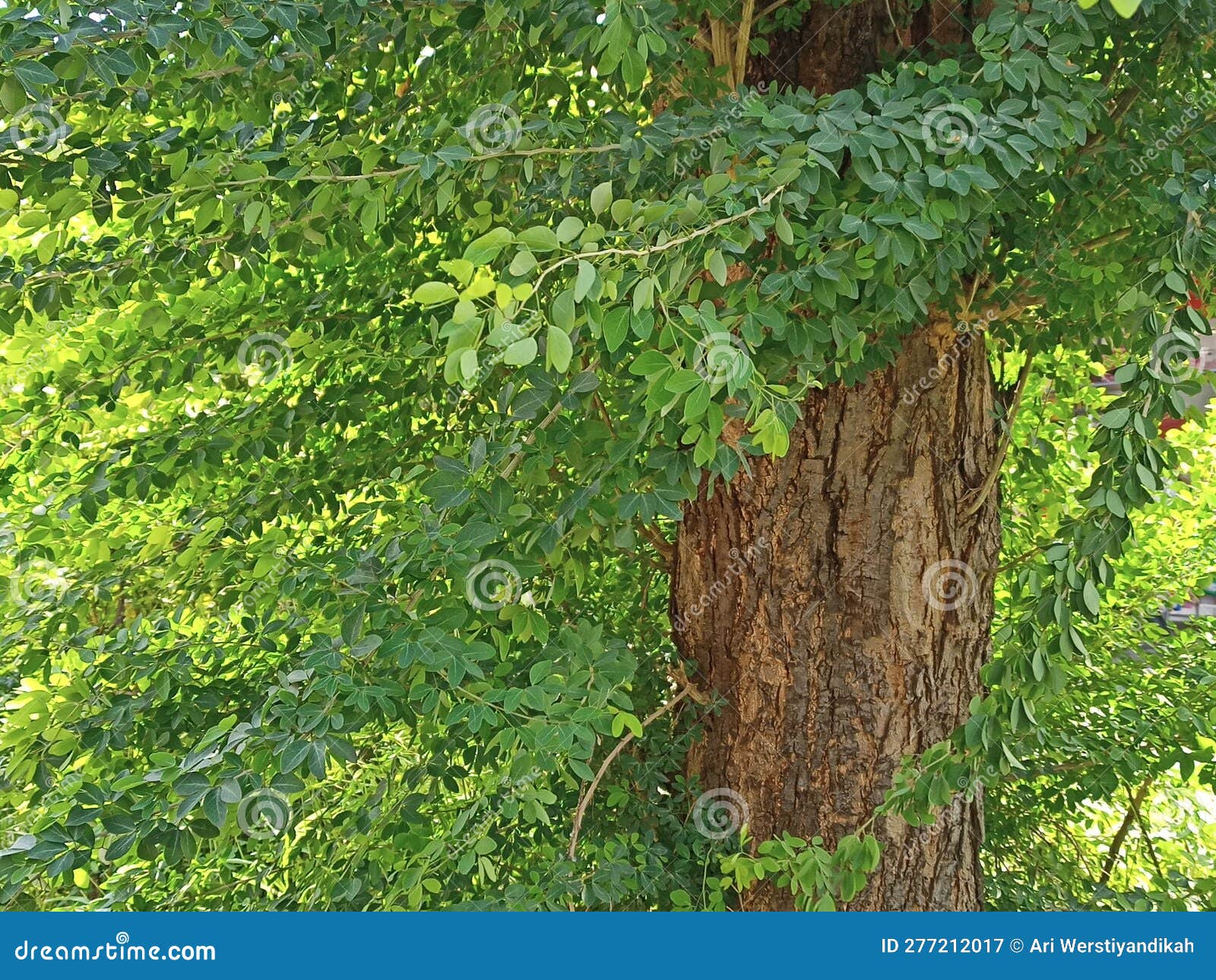 Leaves and Tree Branches Blowing in the Fresh Breeze Stock Image ...