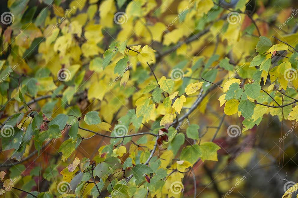 Tree branches in fall. stock image. Image of leaf, fall - 297094149