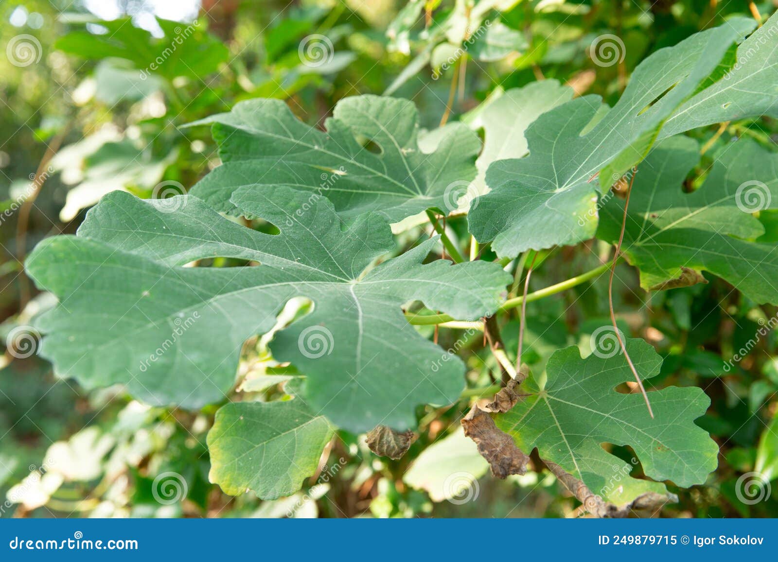 Leaves of a Tree or Bush. Ideal for the Background Stock Image - Image ...