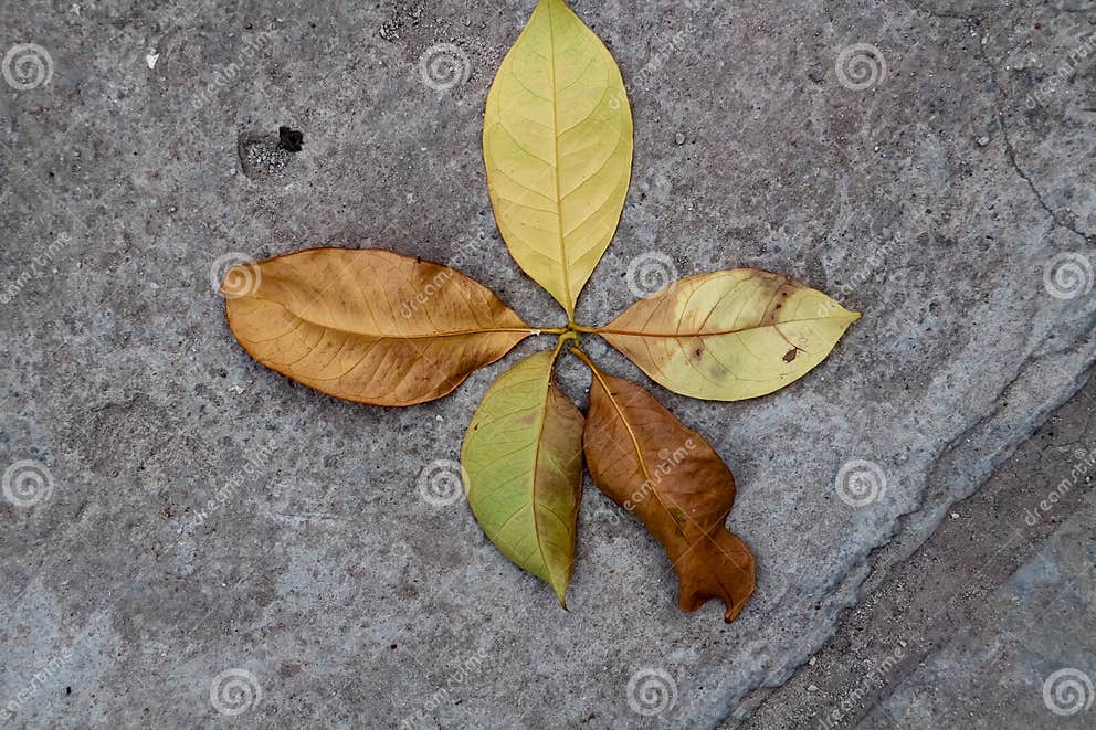 Leaves of a Tree on the Cement Floor. Autumn Background. Stock Image ...