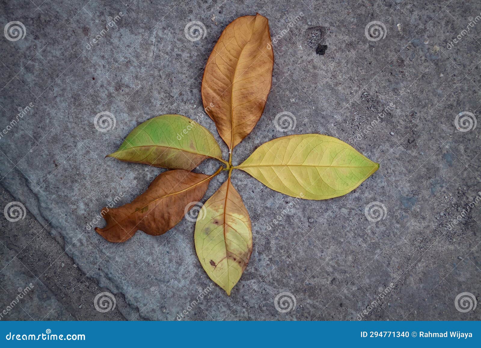 Leaves of a Tree on the Cement Floor. Autumn Background. Stock Photo ...