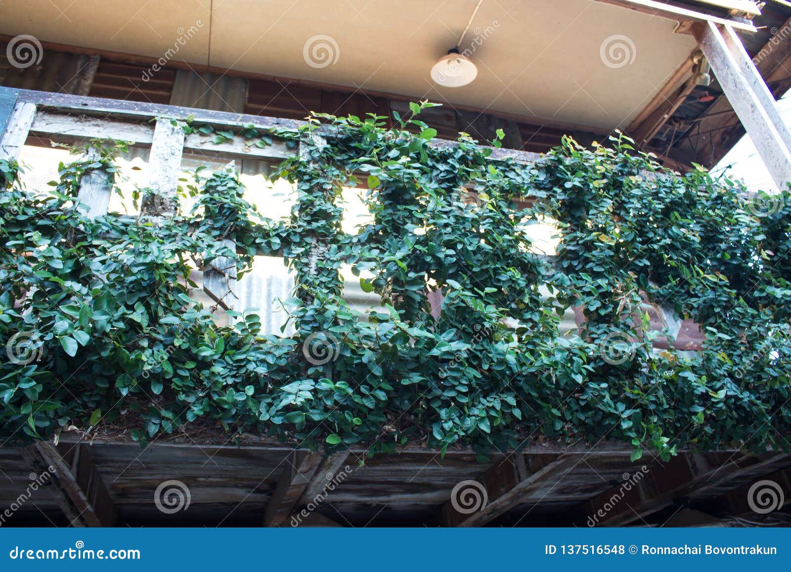 Leaves and Tree Creeper on Wood Wall with Home in the Farm for ...