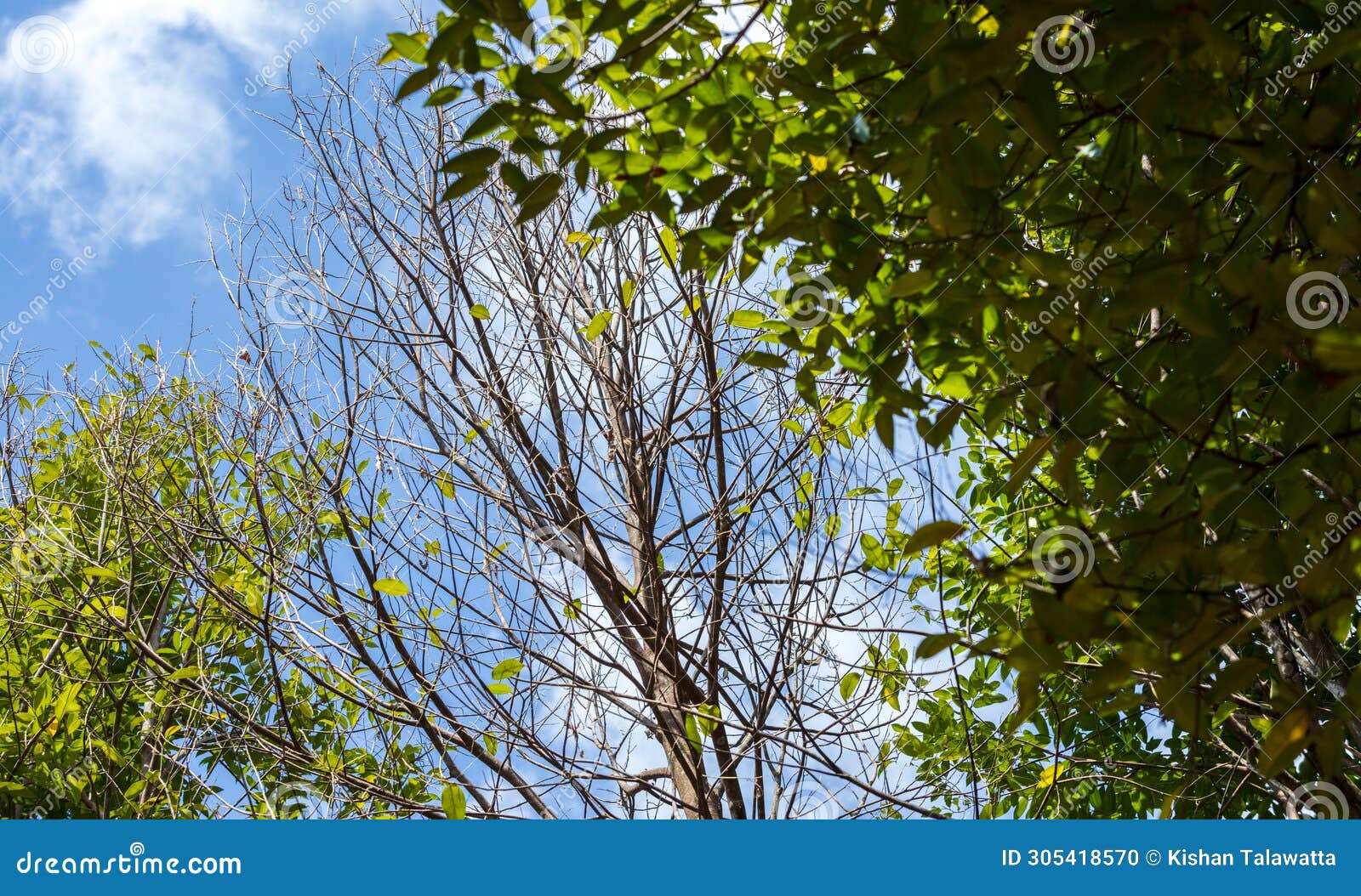 Leaves less Tree, Dead Tree Reaching the Sky among the Full Grown Under ...