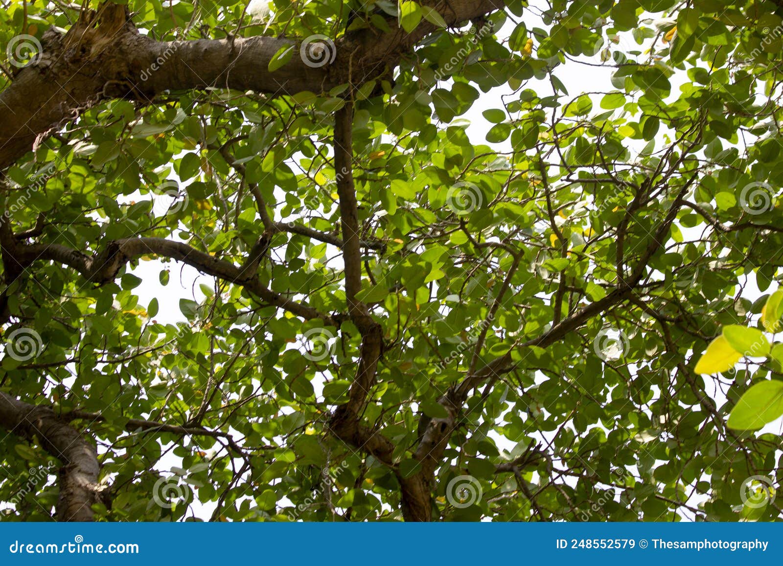 Leaves of a tree stock image. Image of template, grunge - 248552579