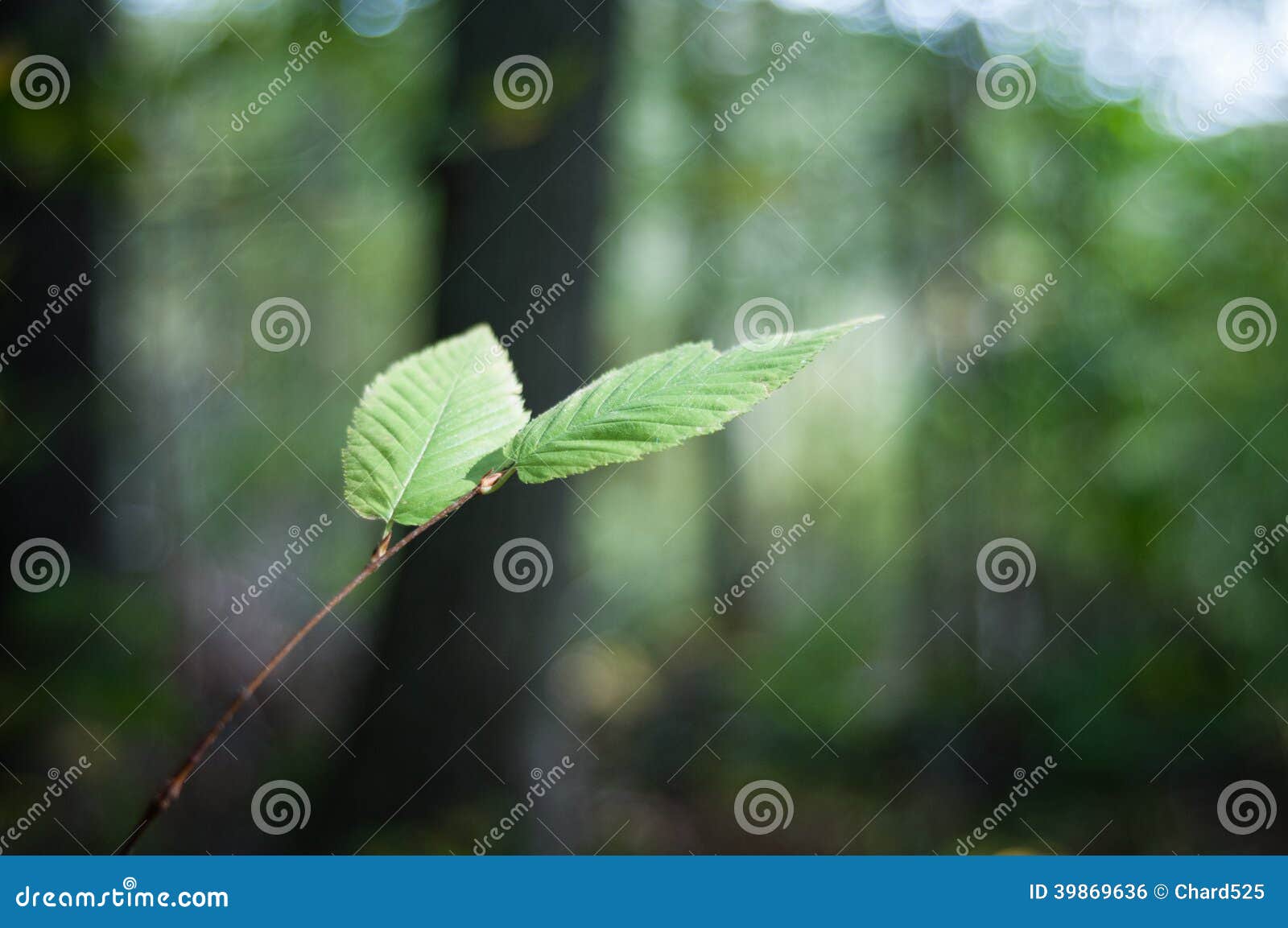 Leaves stock photo. Image of sparse, simplicity, green - 39869636