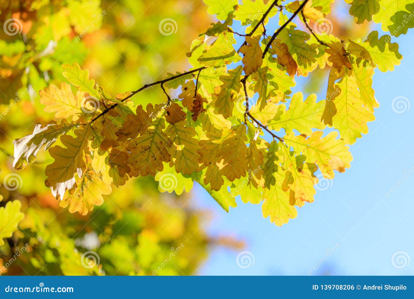Leaves on a Tree in the Fall in the Park Stock Photo - Image of ...