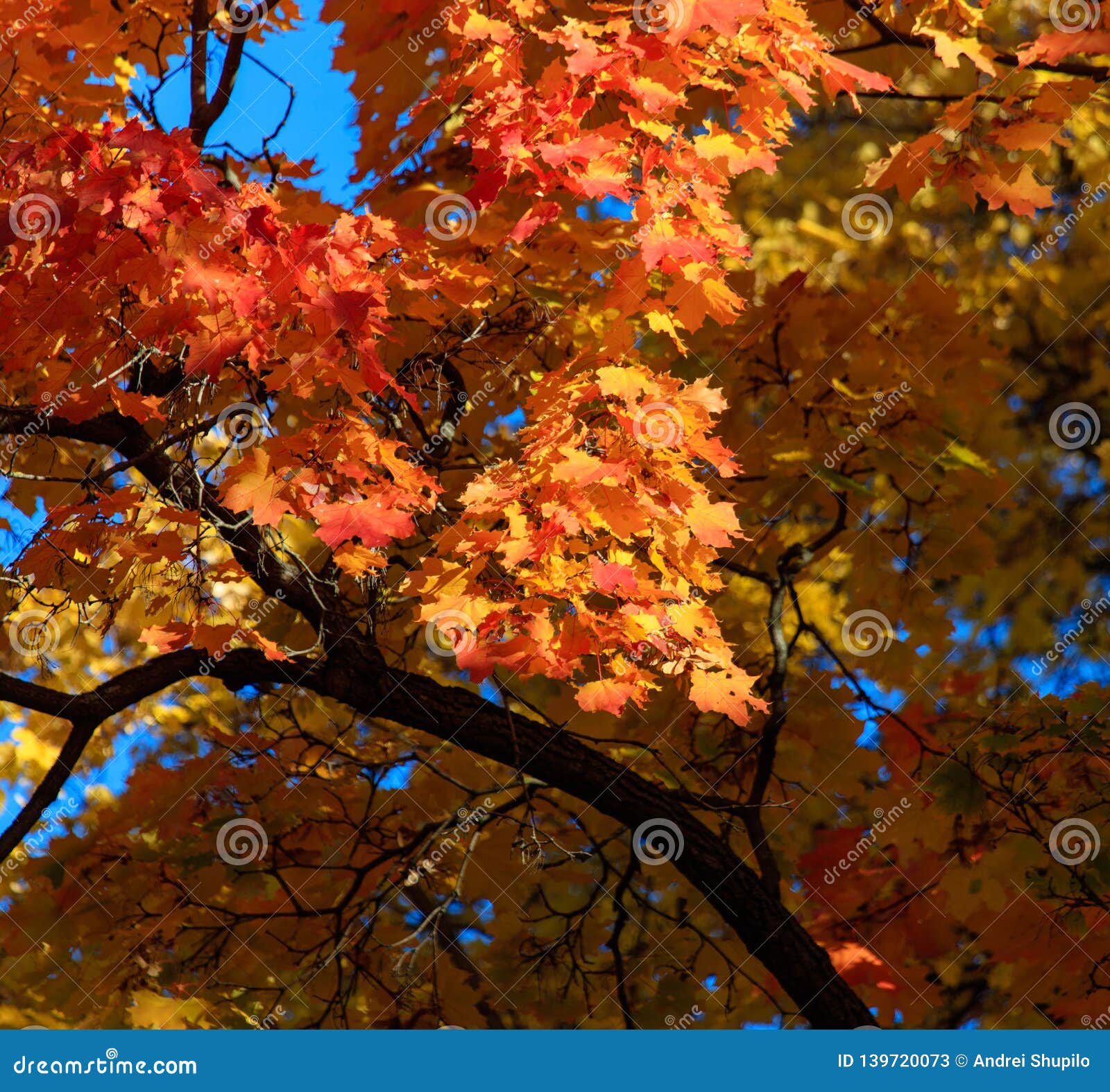 Leaves on a Tree in the Fall in the Park Stock Image - Image of ...