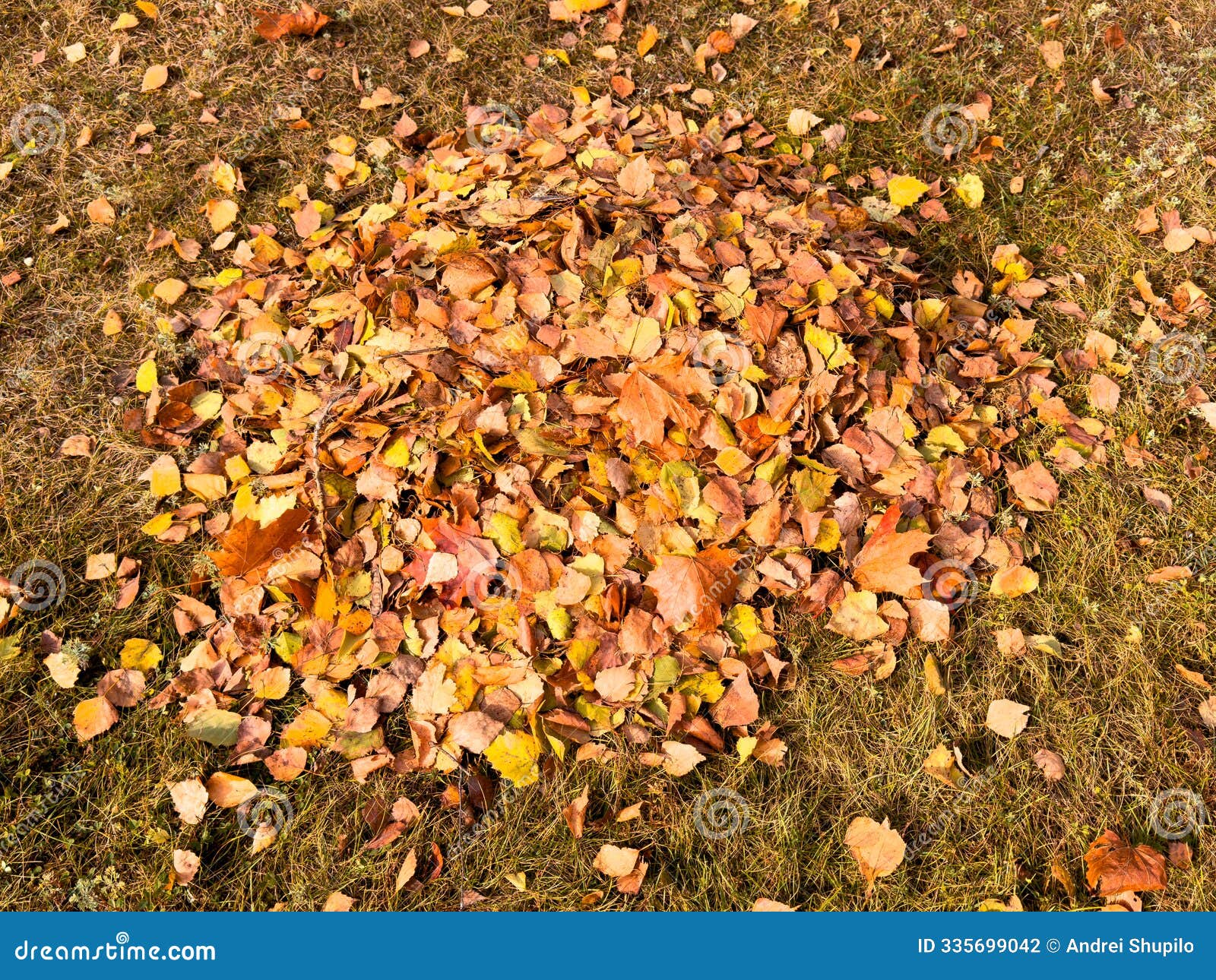 Leaves from a Tree on the Ground in Autumn Stock Photo - Image of ...