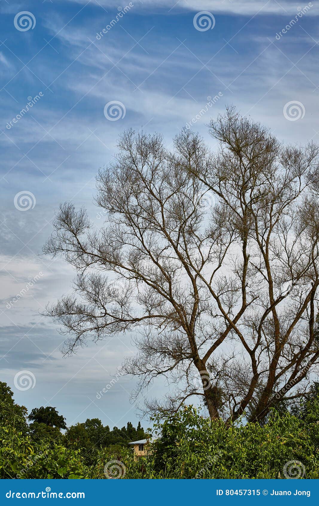 Leaves less Tree stock image. Image of grown, bare, exposing - 80457315