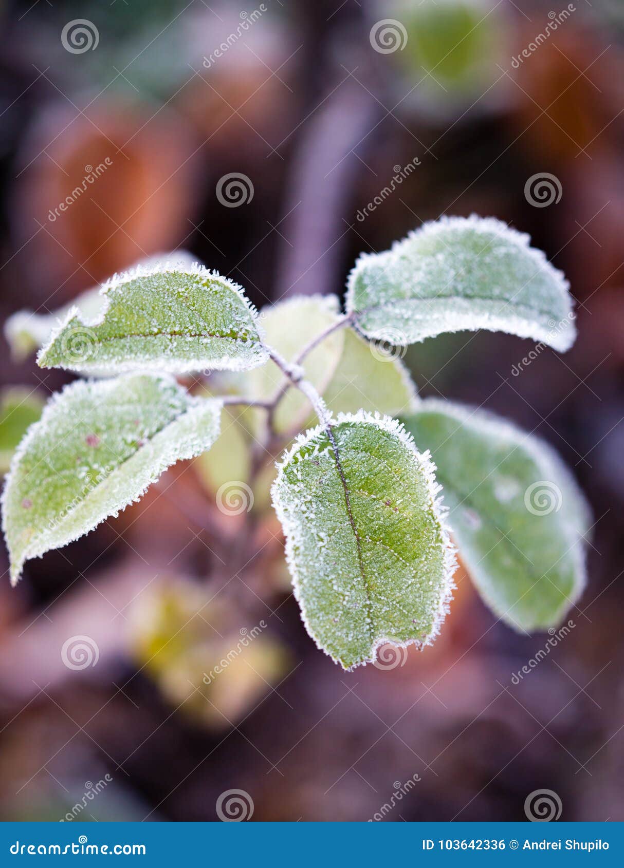 Leaves on a Tree in an Icy Cold Stock Photo - Image of leaf, seasonal ...