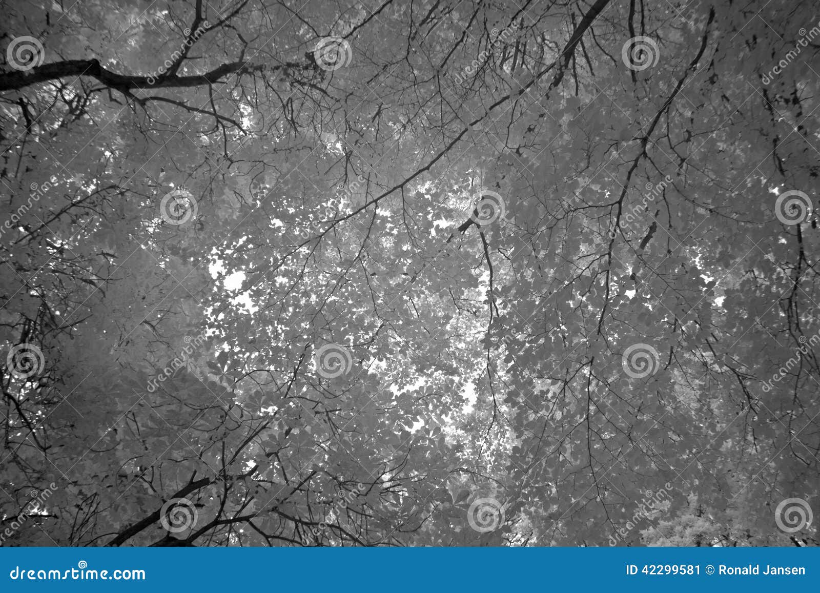 Leaves of Tree in Infrared Light Stock Image - Image of foliage, leaves ...
