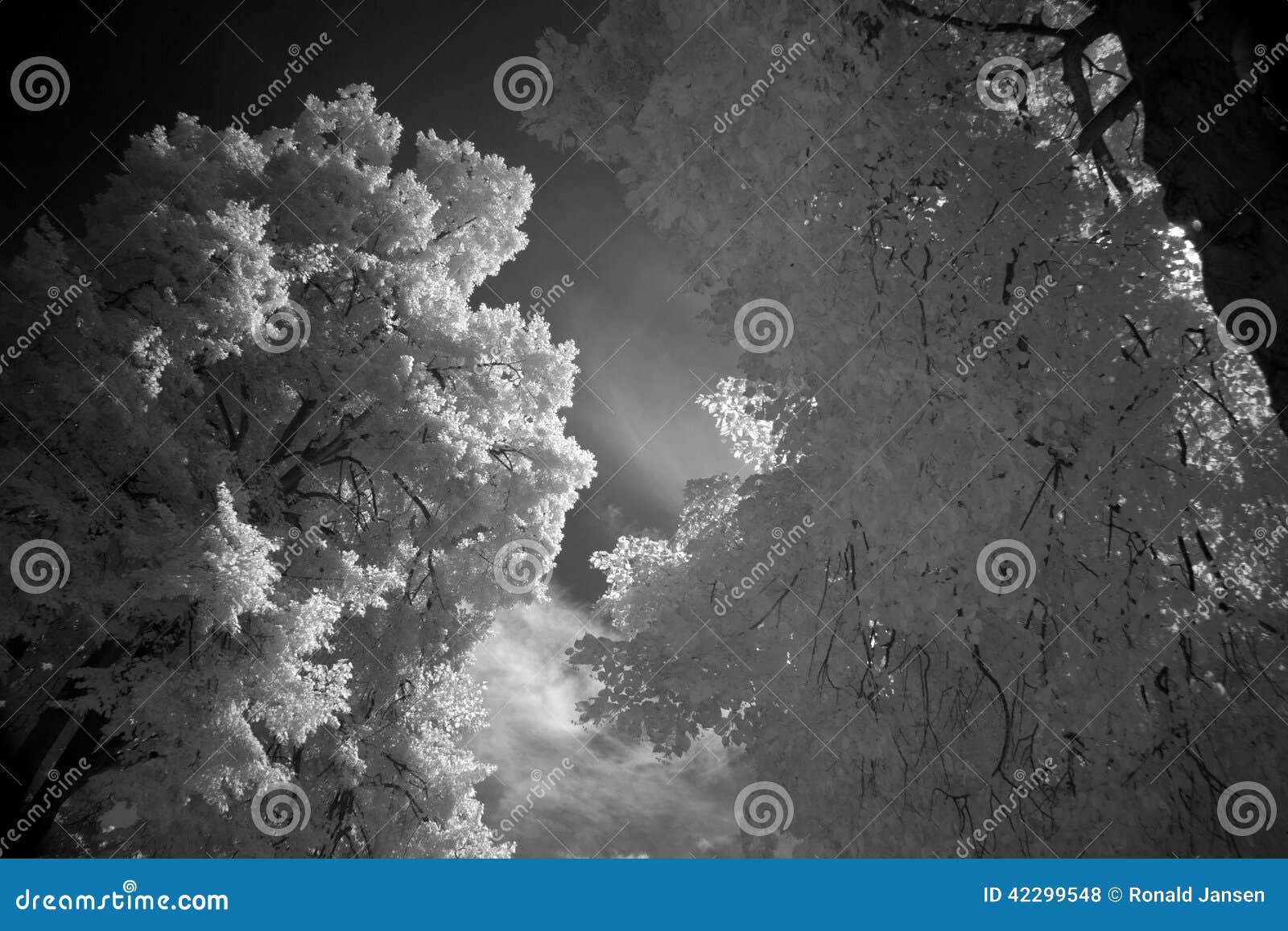Leaves of Tree in Infrared Light in Nordhorn Stock Photo - Image of ...