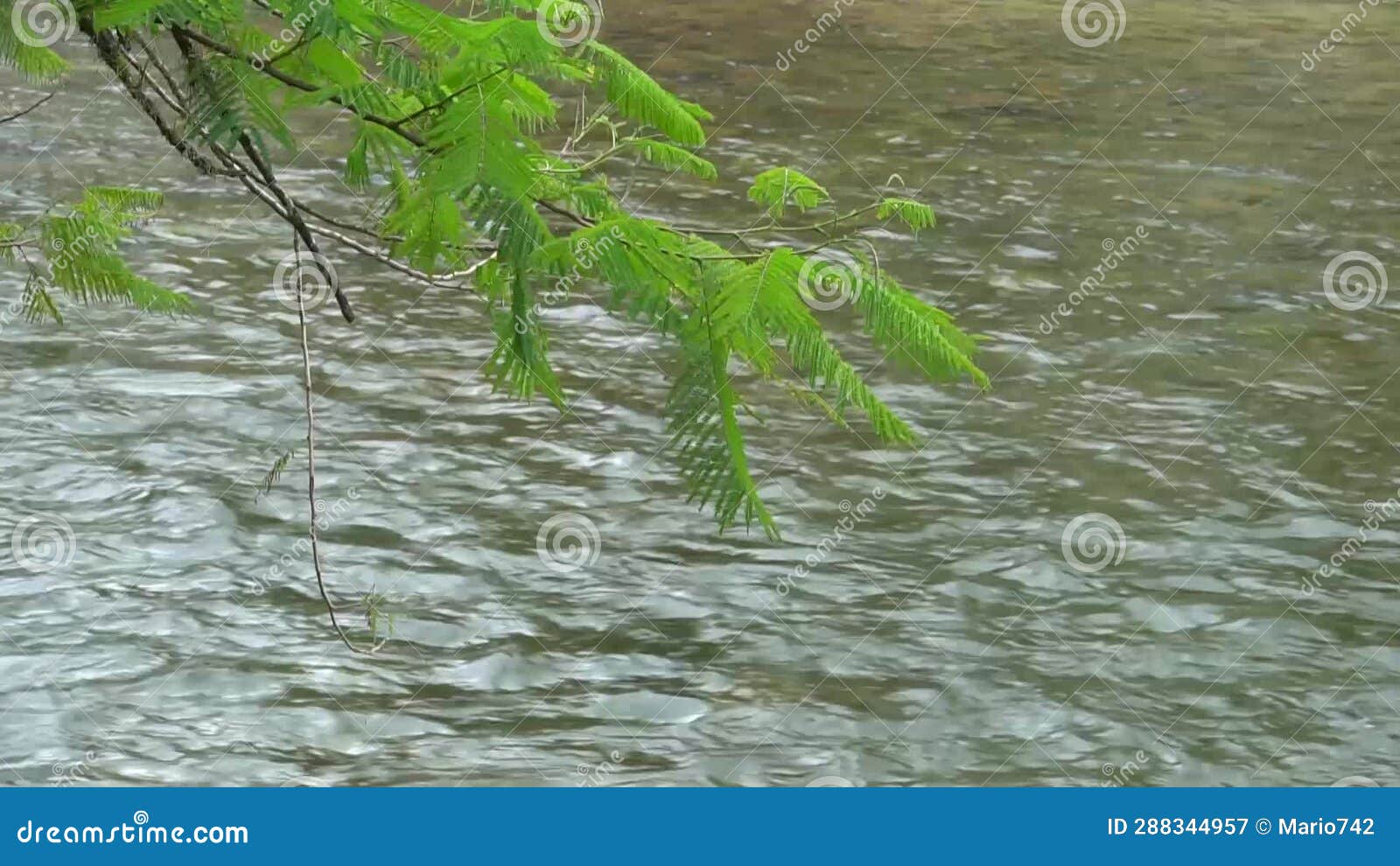Leaves on a Tree Over the River Stock Video - Video of tree, waters ...