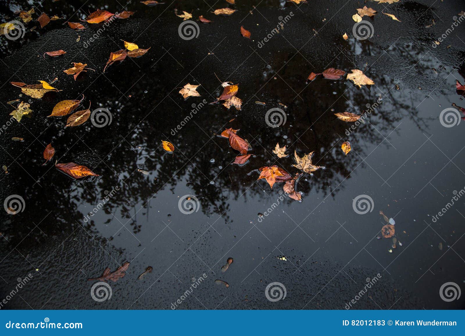 Leaves and Tree Reflection in a Puddle Stock Image - Image of brown ...