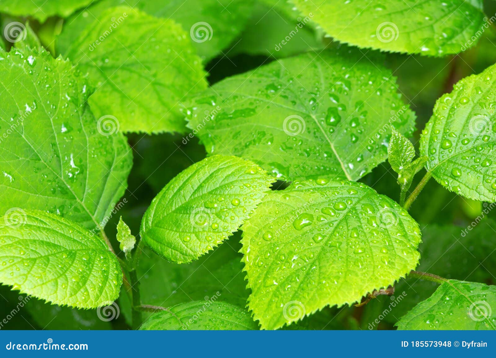 Leaves of Tree-shaped Hydrangea. a Hydrangea in Summer Time Stock Photo ...