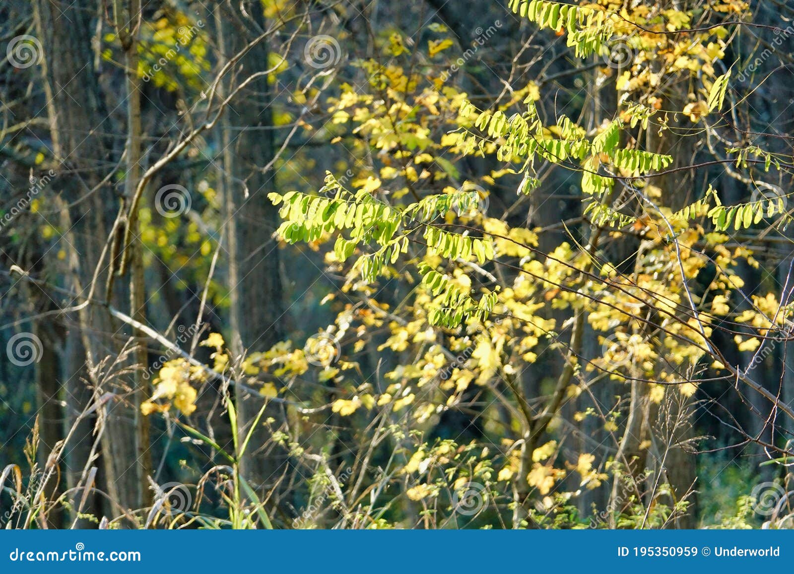 Leaves of a Tree in Spring, Photo Picture Digital Image Stock Image ...