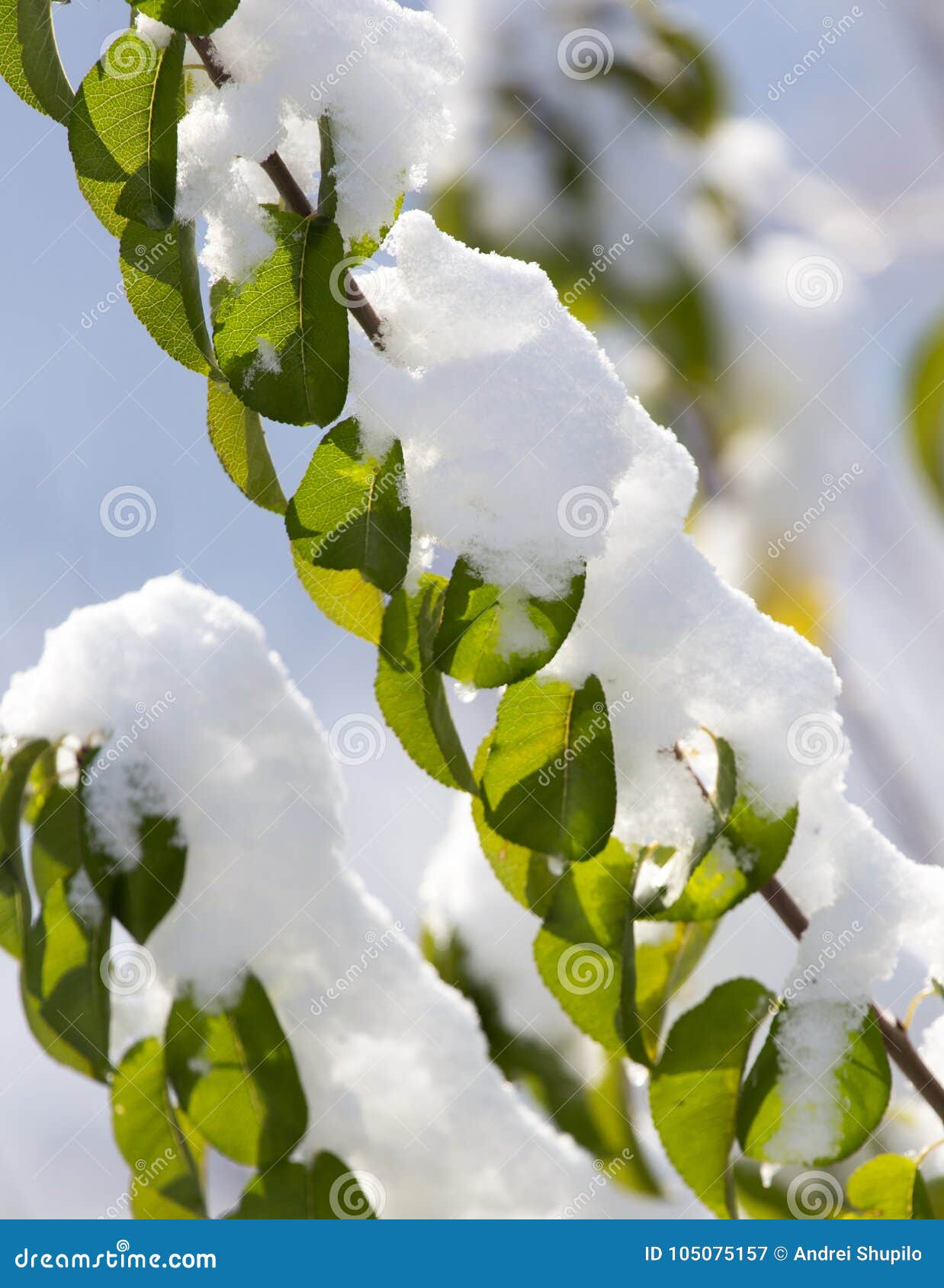 Leaves on a tree in winter stock image. Image of freeze - 105075157